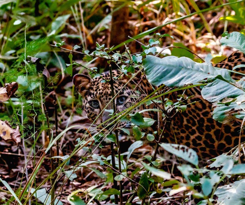 Common Leopard Watching from Bush Stock Photo - Image of chitwan, bush ...
