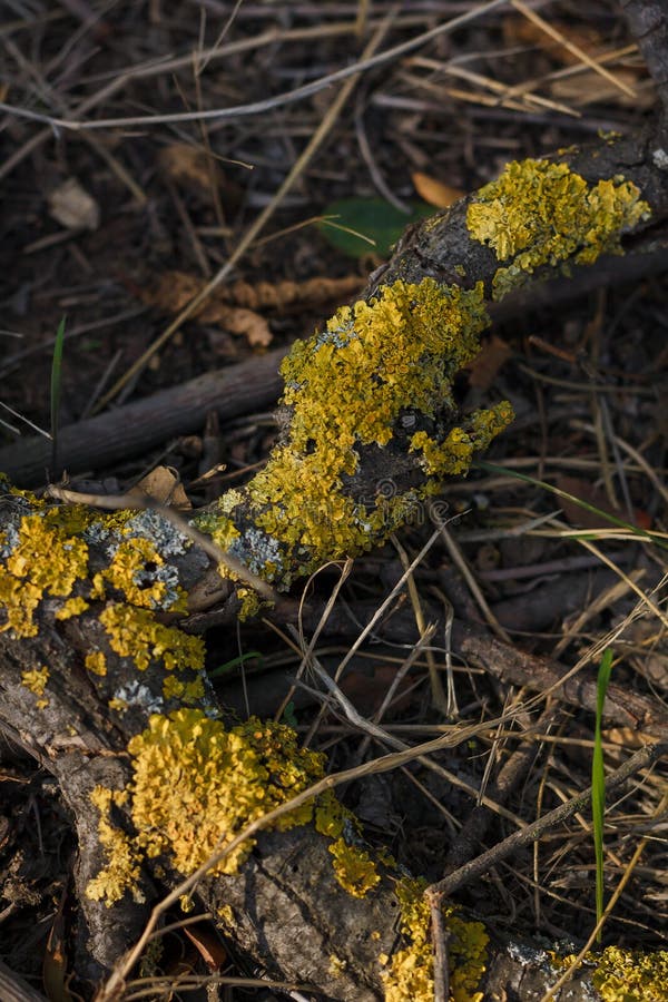 Common Lichen on Tree Branch, Forest Background. Flora, Ecosystem ...