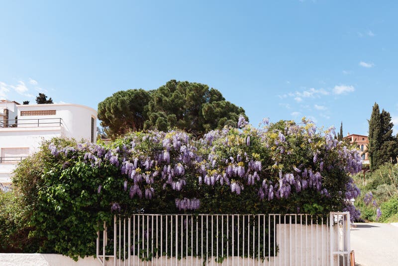 Common Lilac Blooming Over Gate. Blooming Flowers in a Bush Facing ...