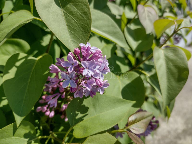 Common Lilac Flower in the Spring. Syringa Vulgaris Stock Image - Image ...