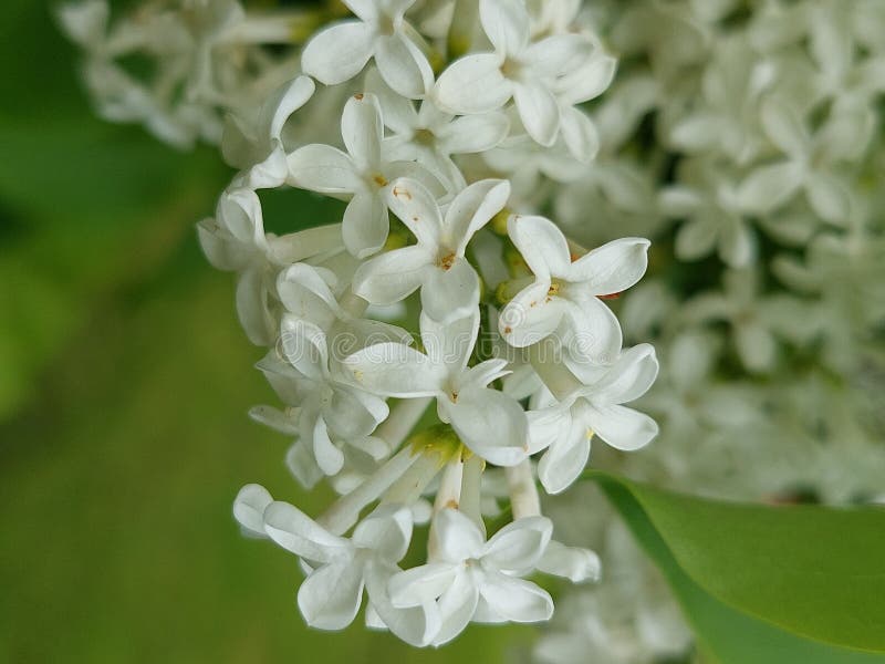 Common lilac stock photo. Image of blooming, white, plant - 270459242
