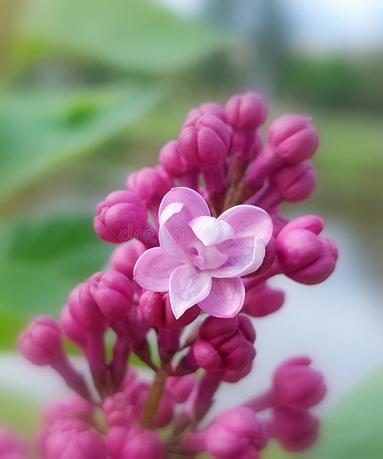 Common lilac stock photo. Image of olive, ornamental - 270459280