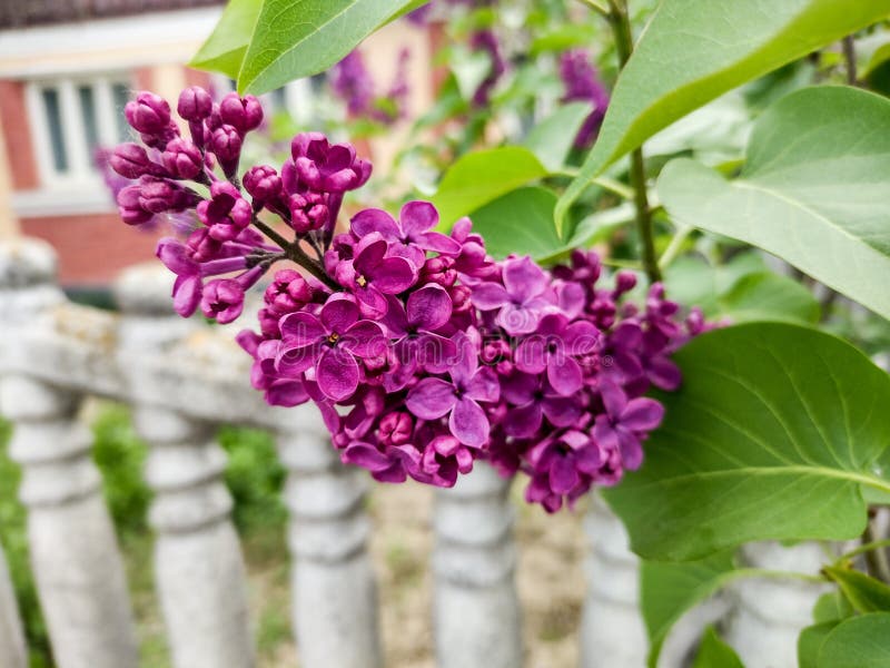 Common Lilac Syringa Vulgaris Flower in the Spring - Romania Stock ...