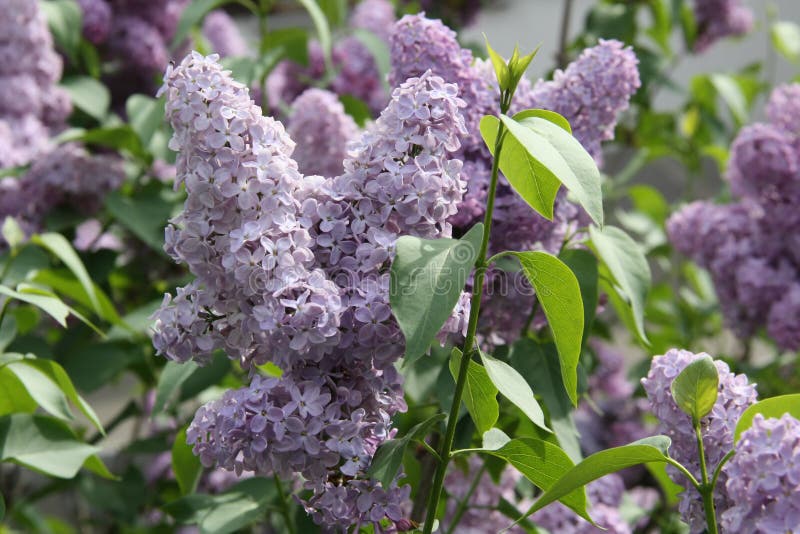 Common Liliac is Flowering Plant Stock Image - Image of pink, smalltree ...
