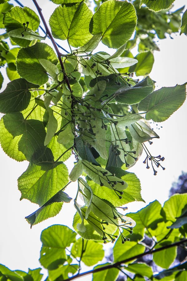 The Common lime tree stock image. Image of leave, forest - 156013955