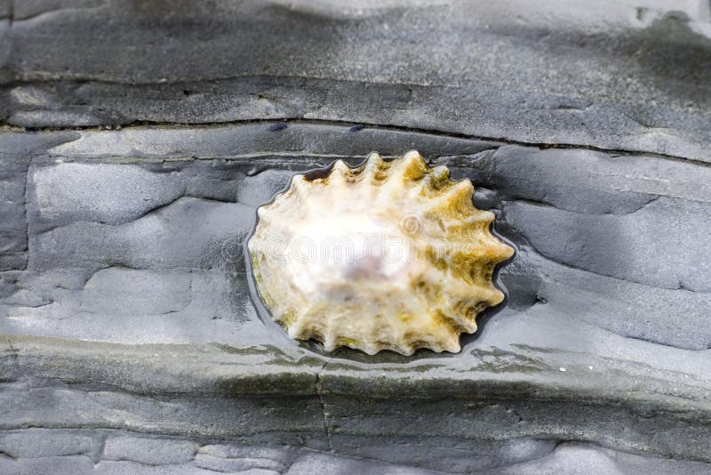 Limpet Shells Isolated on White Stock Photo - Image of common, white ...