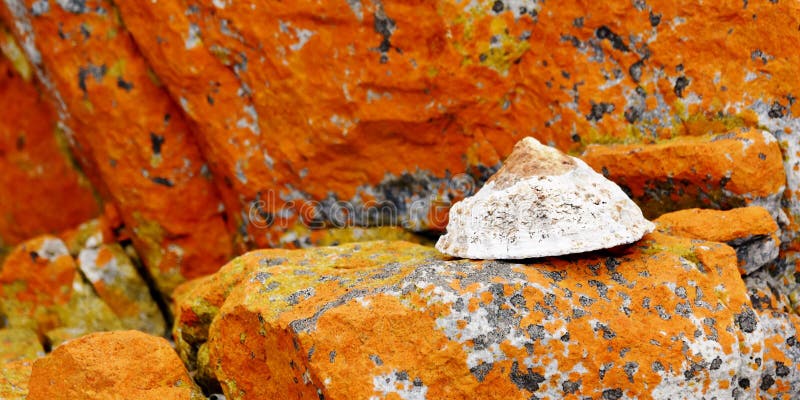 The common limpet stock photo. Image of limpet, atlantic - 76499570