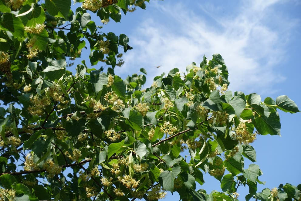 Common Linden Tree Branches in Bloom Against Blue Sky in June Stock ...