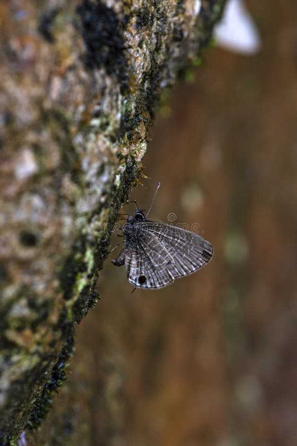 Common Line Blue Prosotas Stock Photos - Free & Royalty-Free Stock ...