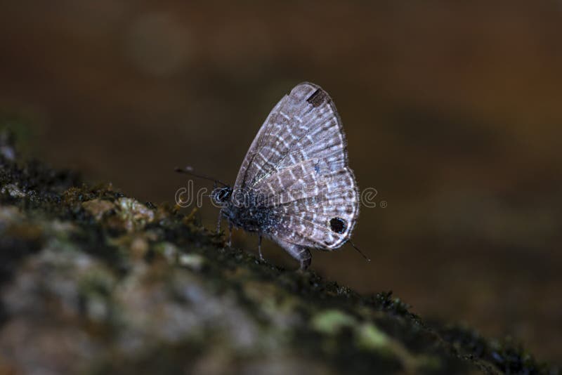 Common Line Blue Prosotas Nora Stock Image - Image of prosotas, blue ...