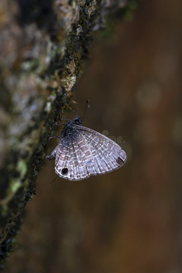 Common Line Blue Prosotas Nora Stock Image - Image of nora, butterflies ...