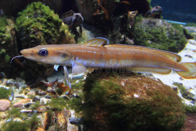 Ling Cod stock photo. Image of underworld, tourism, animal - 21733334