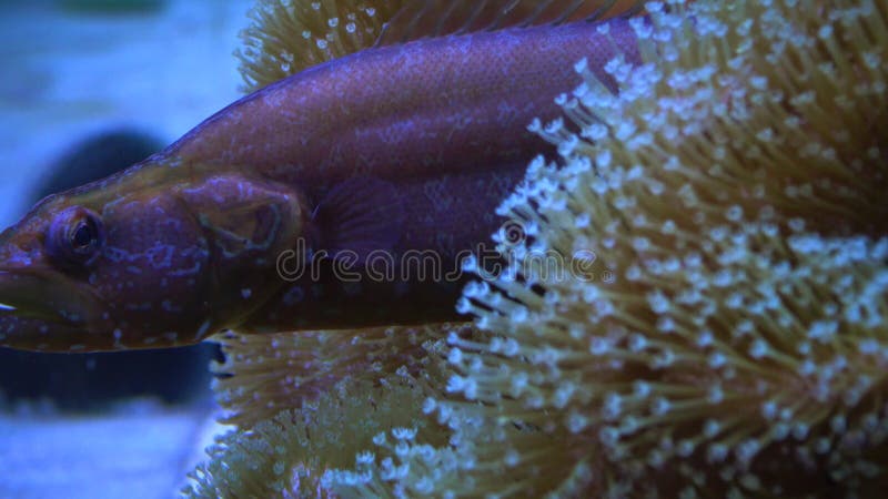 The Common Ling Molva Sp. and Sarcophyton Sp Stock Footage - Video of ...