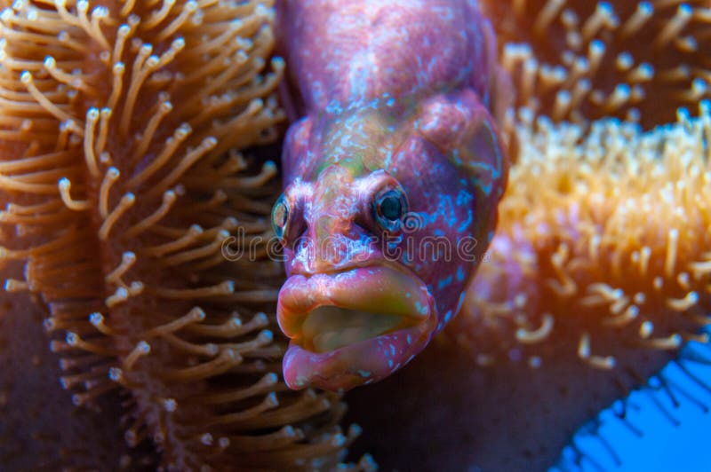 The Common Ling (Molva Sp.) and Sarcophyton Sp Stock Photo - Image of ...