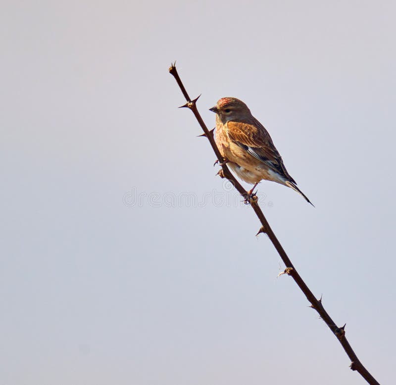 Common linnet bird perched stock image. Image of ornithology - 274636295