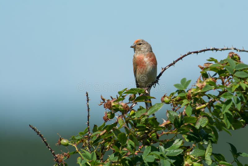Common Linnet in a Closeup on the West Coast in Sweden Stock Image ...