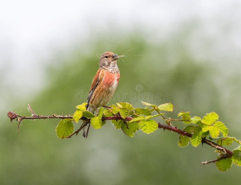 Common Linnet, Linaria Cannabina, Bird on a Branch Stock Image - Image ...