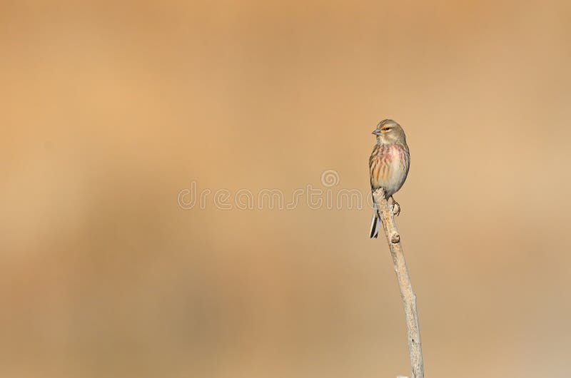 Common Linnet (Linaria Cannabina) on a Branch. Brown Background Stock ...