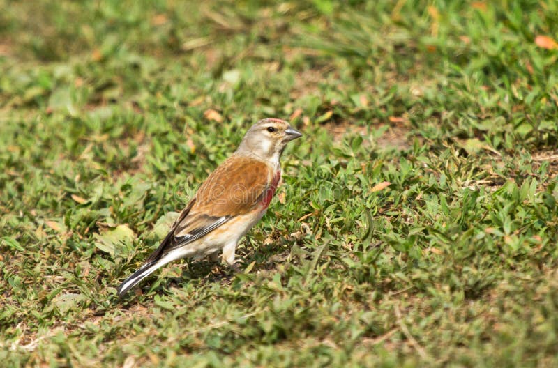Common Linnet Male in the Field Stock Photo - Image of fauna, bird ...