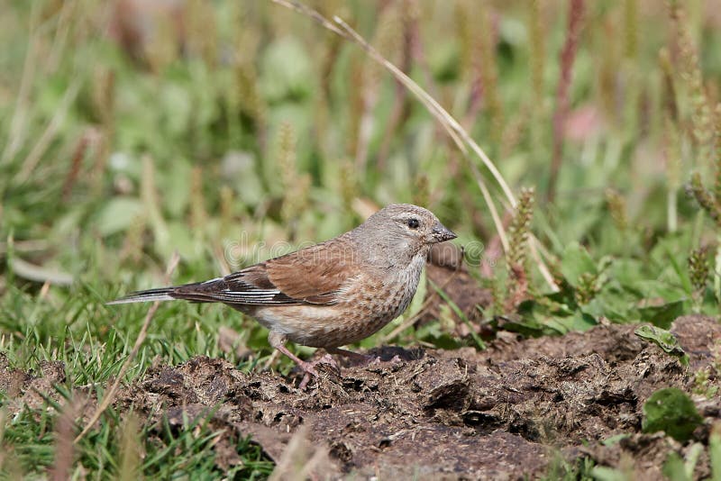 Common Linnet Linaria Cannabina Stock Photo - Image of animal, habitat ...
