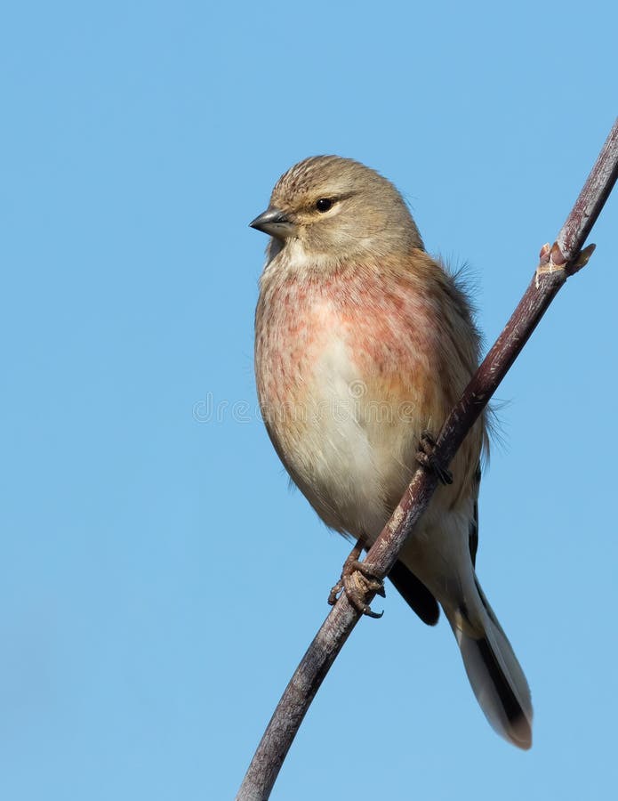 Common Linnet, the Male Bird Sits on a Tree Branch Against the Blue Sky ...