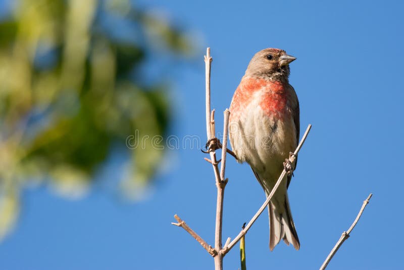 Common Linnet stock photo. Image of close, closeup, common - 76971112
