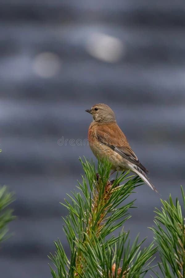 Common Linnet Sitting on a Branch Stock Photo - Image of birdwatching ...