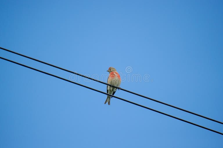 The Common Linnet on a Wire Stock Photo - Image of flight, mast: 392360234