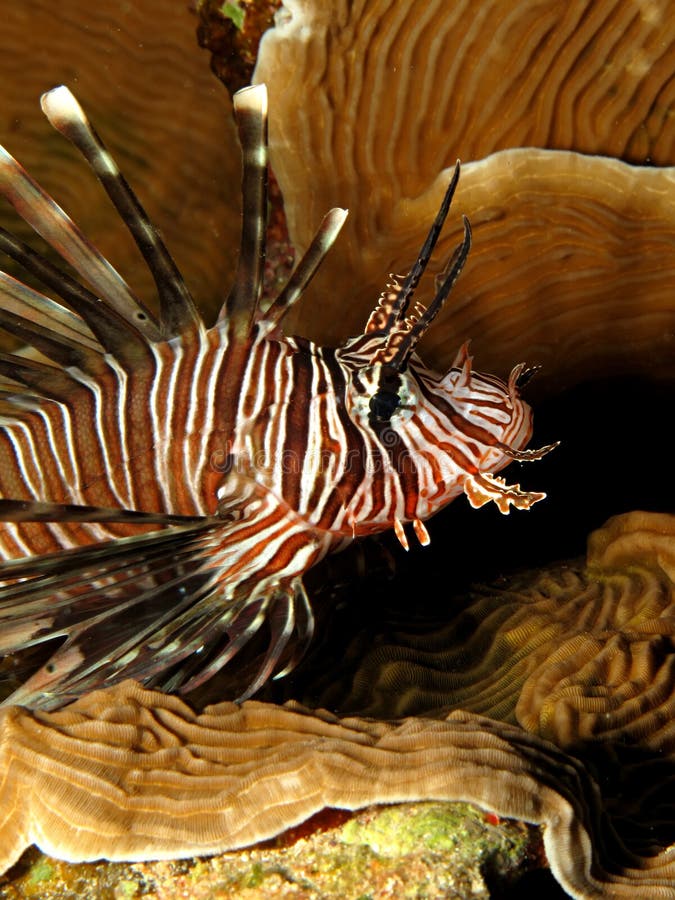 Common Lionfish stock photo. Image of triangle, pterois - 65012226