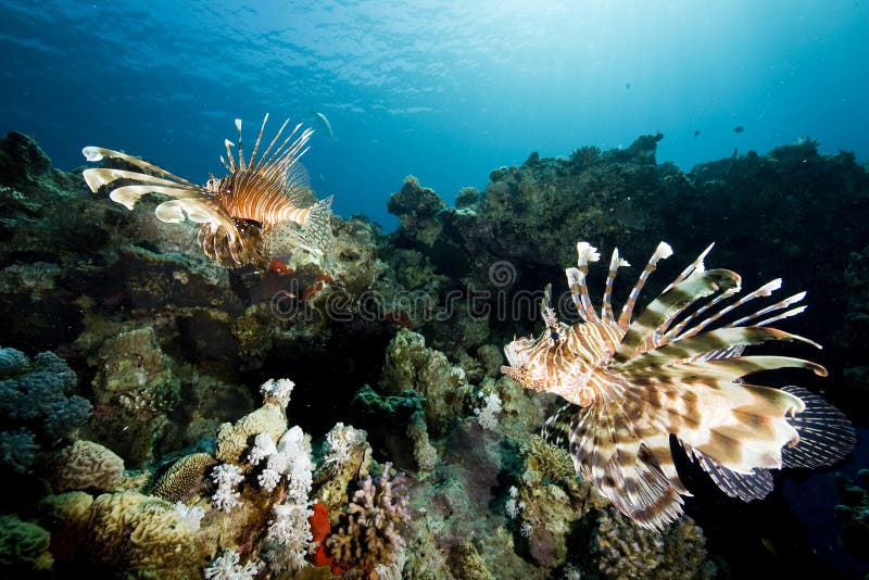 Common lionfish stock photo. Image of black, female, marine - 7797922