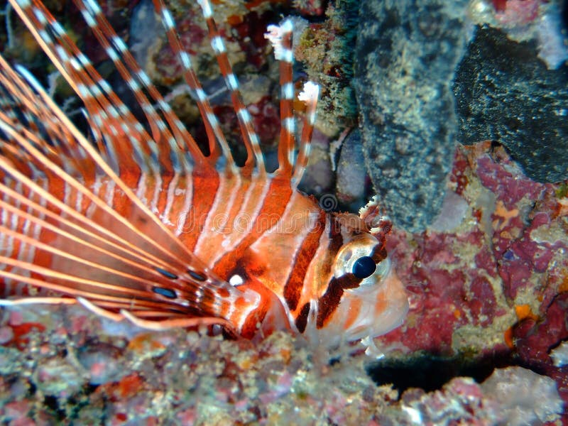 Common lionfish, Maldives stock photo. Image of tropic - 10799466