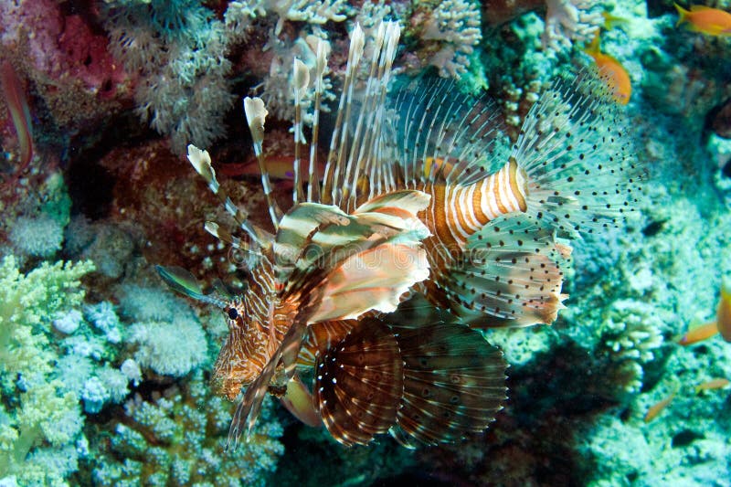 Lionfish Swimming Over Coral; Great Barrier Reef, Stock Image - Image ...