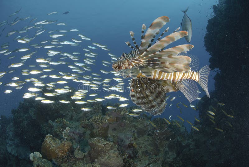 Common Lionfish and School of Small Bait Fish Stock Image - Image of ...