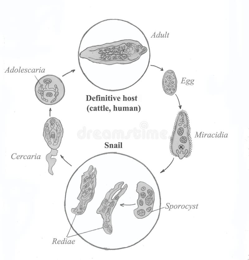 Fish Helminth Stock Illustrations – 32 Fish Helminth Stock ...