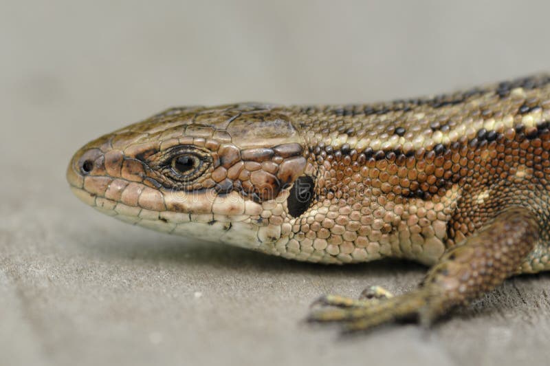 Common Lizard stock photo. Image of wildlife, head, horizontal - 16169578