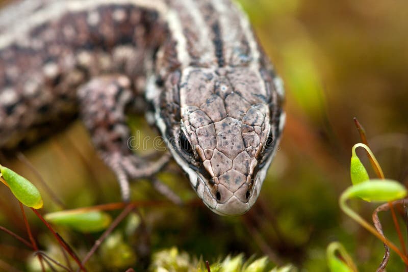 Common Lizard stock photo. Image of textured, male, single - 19862112