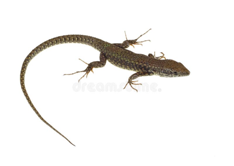 Common lizard stock photo. Image of lizard, isolated - 25354298