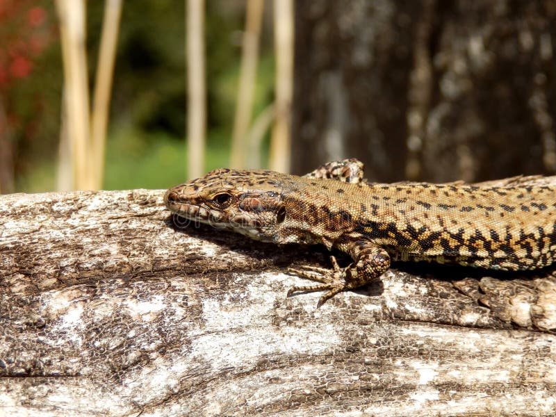 Common Lizard stock image. Image of claw, green, lizard - 30456275