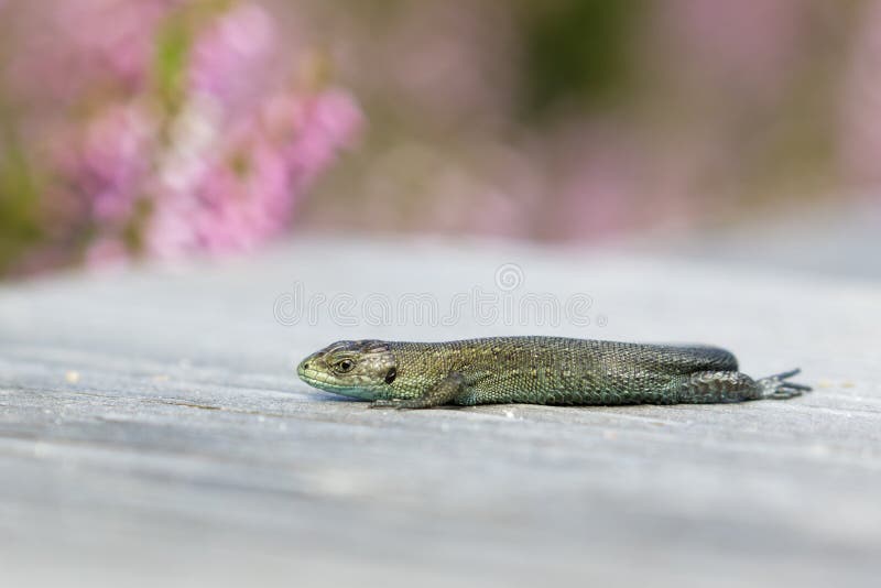 Common Lizard stock image. Image of lacerta, skin, cryptic - 61567865