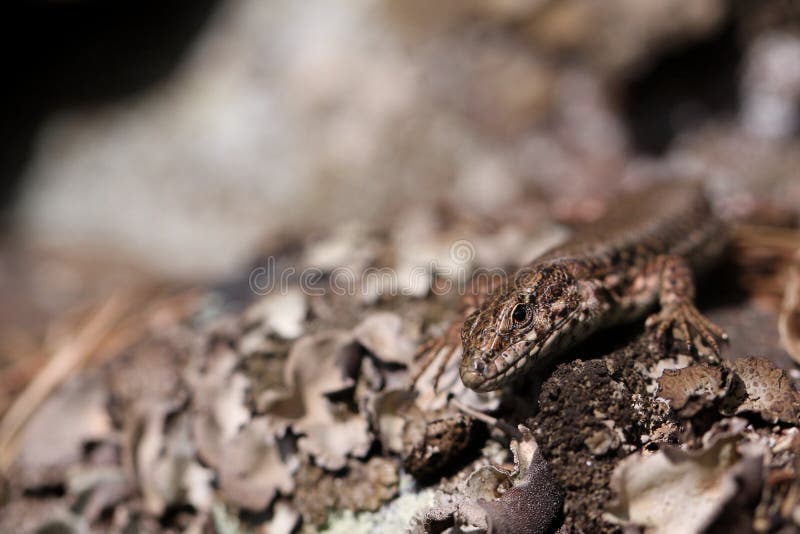 Common Lizard Climbing on a Sandstone Rock Stock Image - Image of brown ...