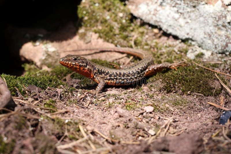 Common Lizard Climbing on a Sandstone Rock Stock Image - Image of grey ...