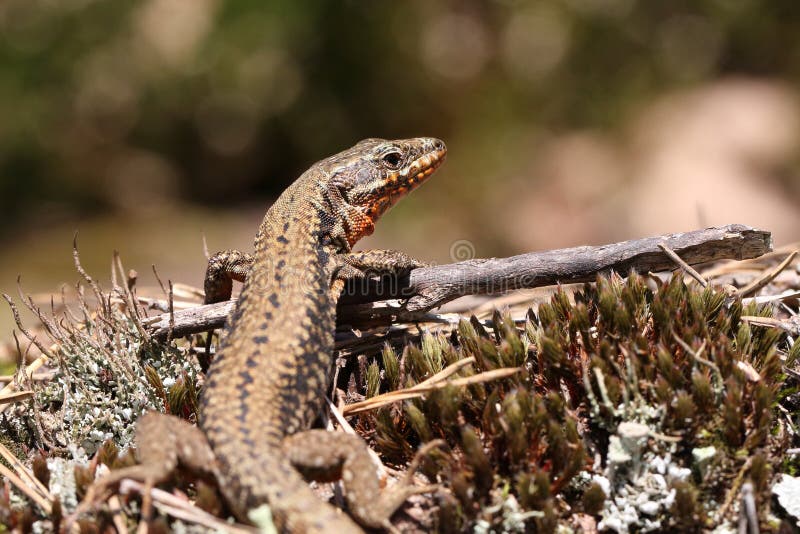 Common Lizard Climbing on a Sandstone Rock Stock Photo - Image of ...