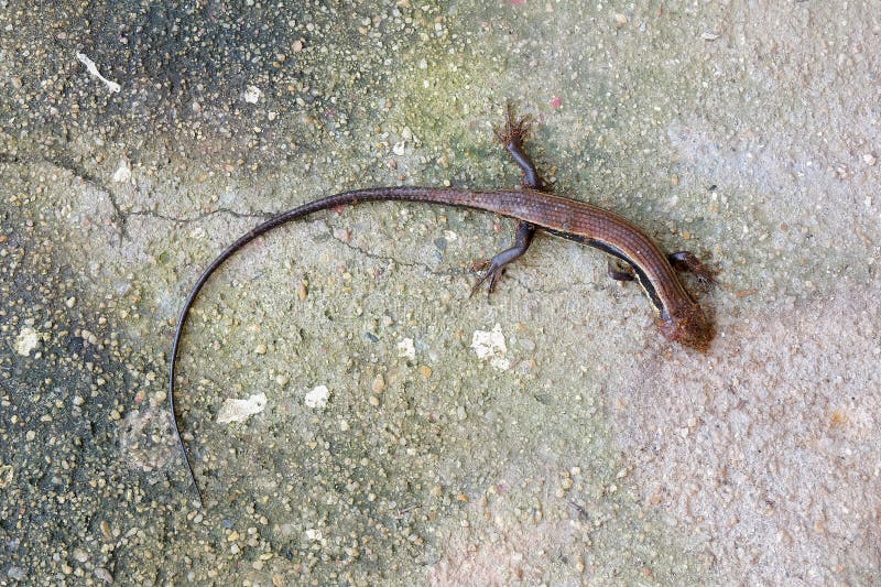 Common lizard died by ants stock image. Image of skinks - 397358723