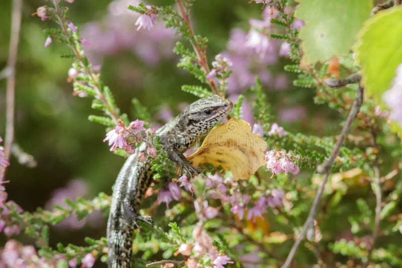 Common Lizard stock photo. Image of purple, scaley, tail - 61567828