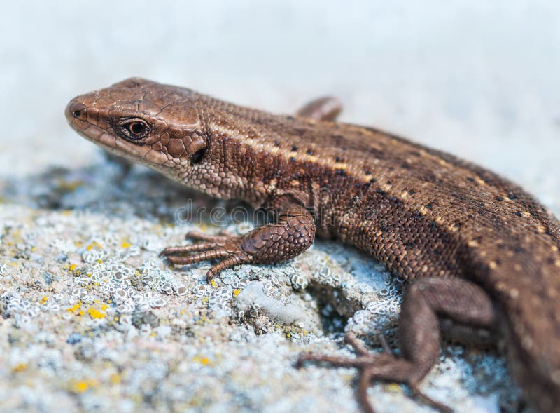 Common lizard stock photo. Image of grey, habitat, outside - 75819340