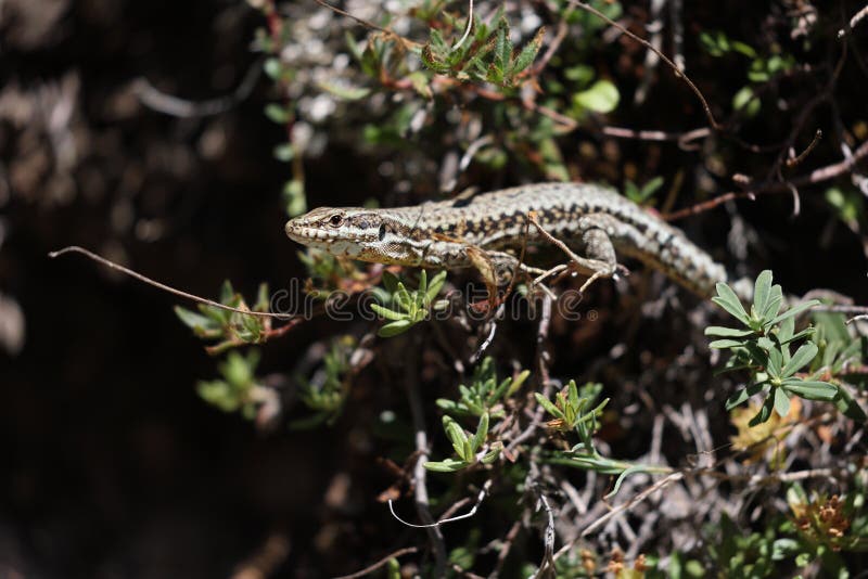 Common Lizard Heating Up in the Sun Stock Image - Image of wildlife ...