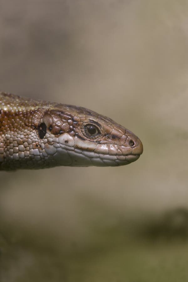 Common Lizard, Lacerta Vivipara, Stock Photo - Image of nature, lacerta ...