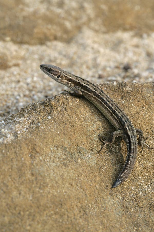 Common Lizard, Lacerta Vivipara, Stock Image - Image of wildlife ...