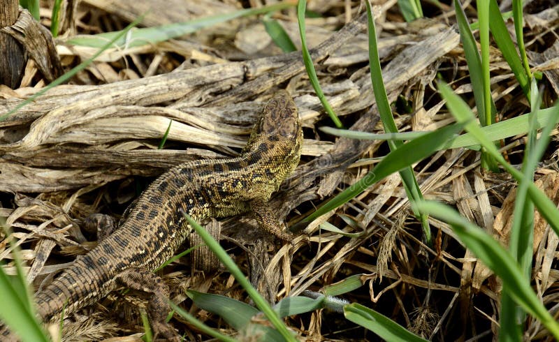 Lizard is an Ordinary Species of Lizards from the Family of Real ...