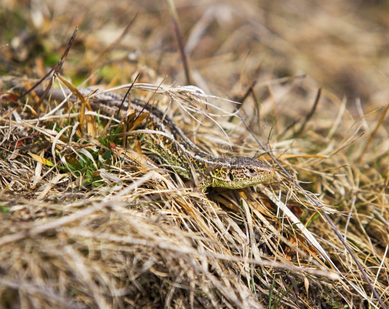9,919 Common Lizard Photos - Free & Royalty-Free Stock Photos from ...